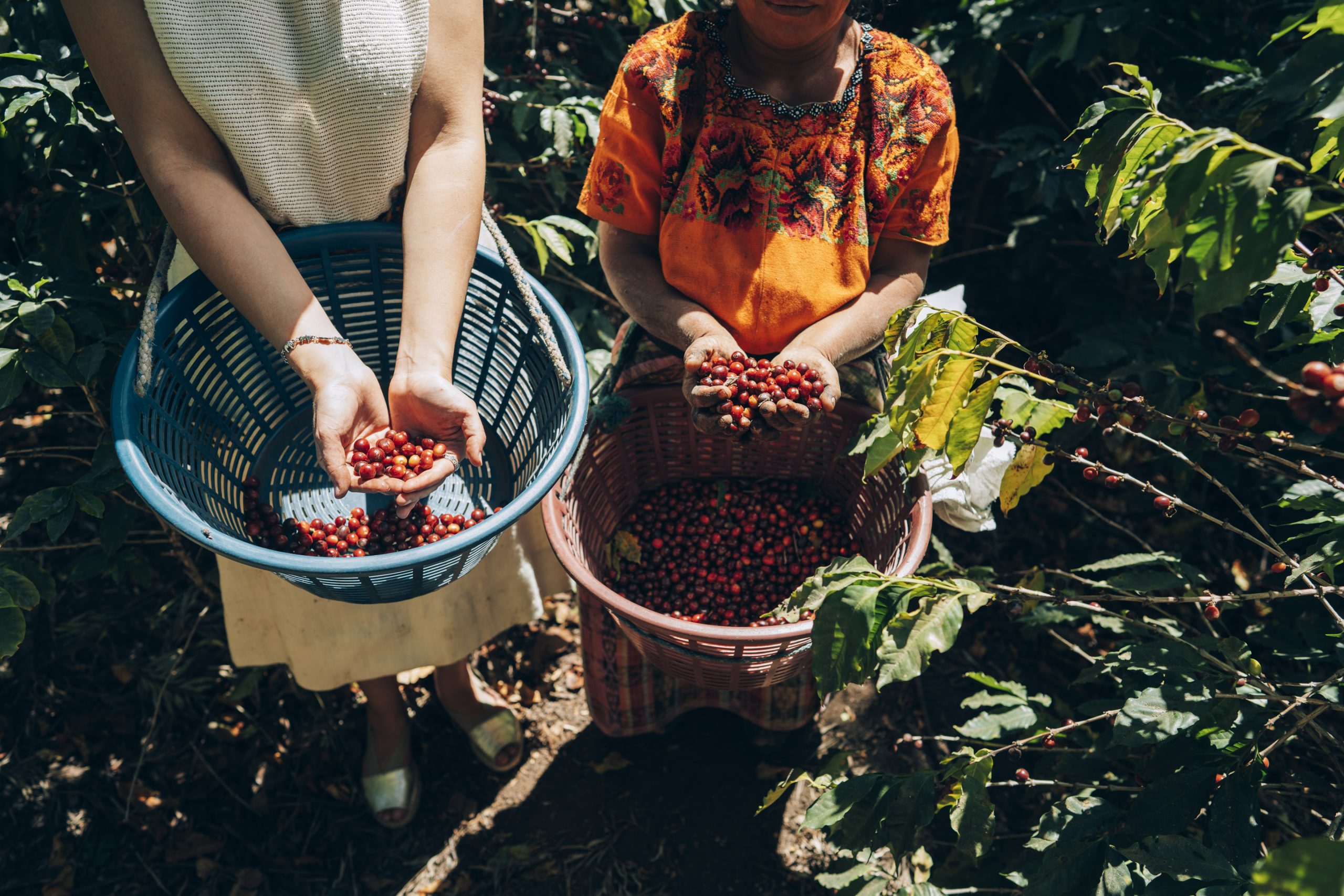 "La Cosecha" el nuevo movimiento que busca cultivar una cultura de ...