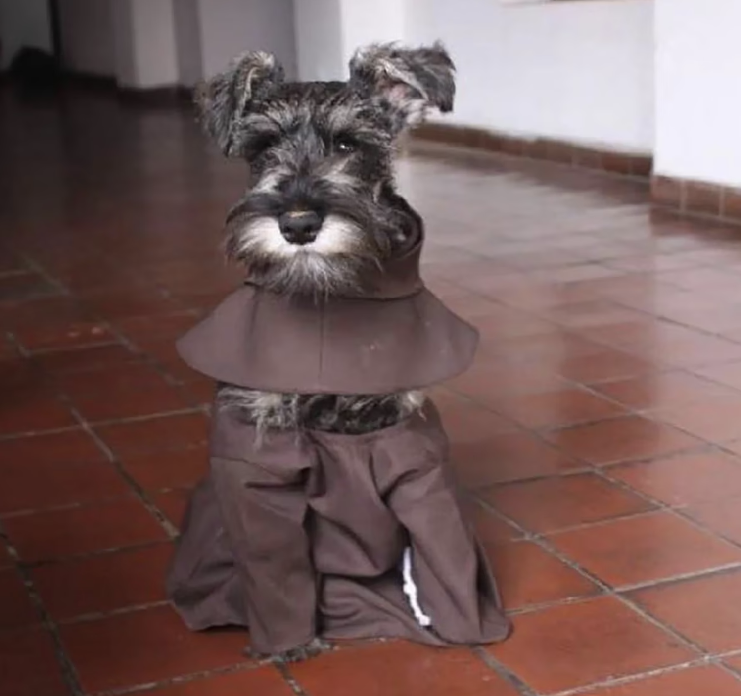 "Fray Bigotes", perro callejero se convirtió en un monje franciscano