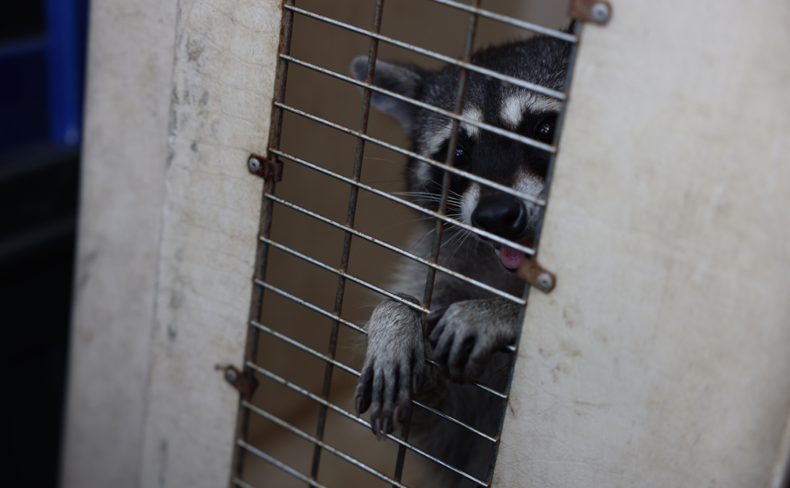Fallece mapache encontrado en la cárcel "El Infiernito"