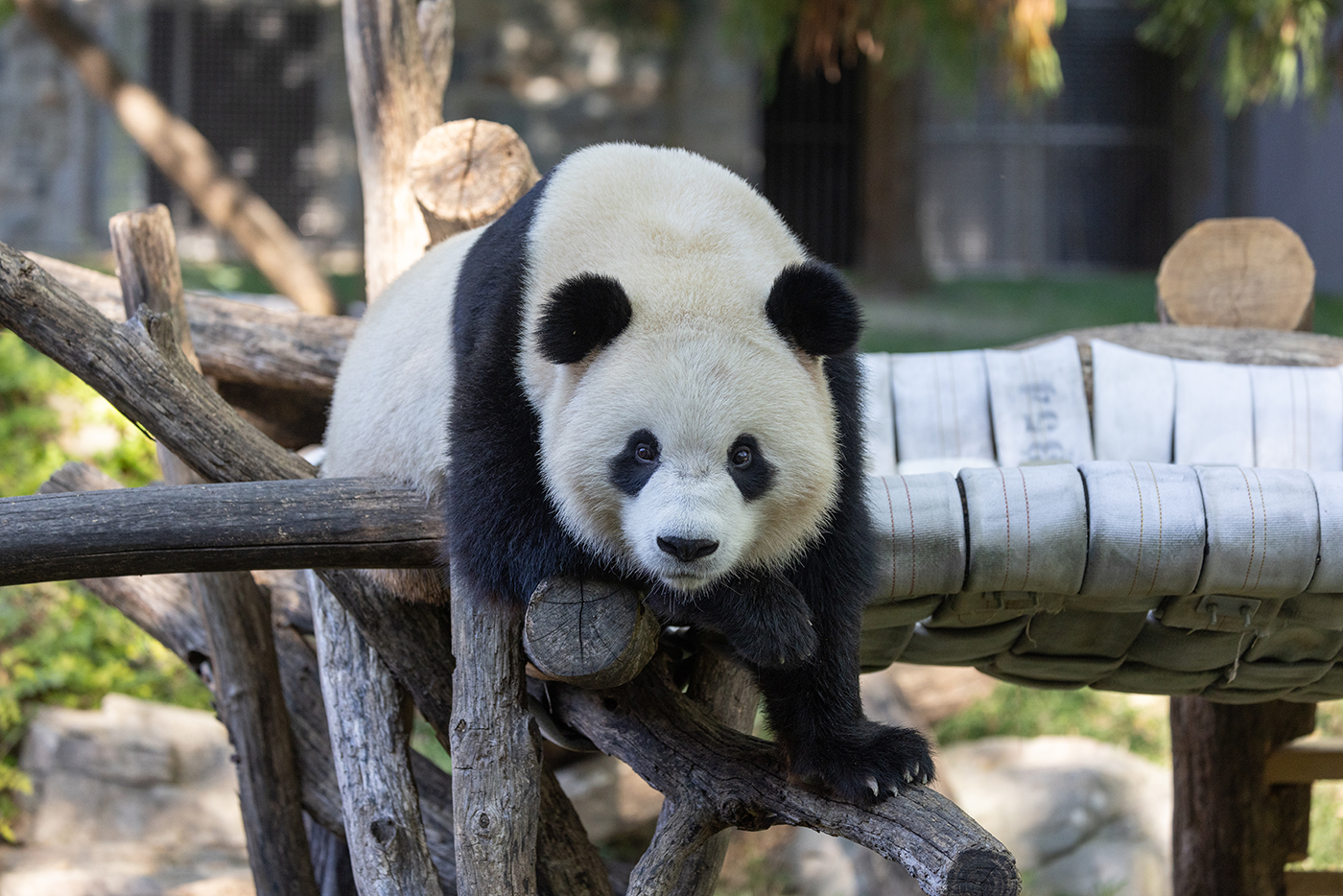 Conoce a los pandas gigantes que conquistan corazones