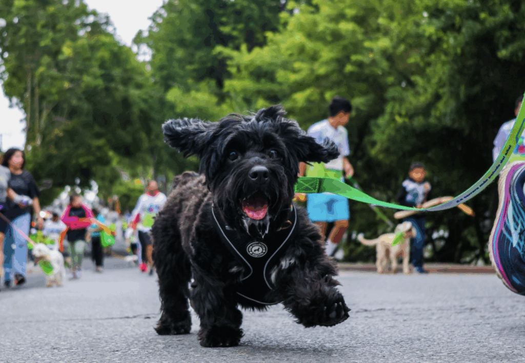 ¡Corre con tu mascota! Asiste al Perritón, una carrera familiar en la ...
